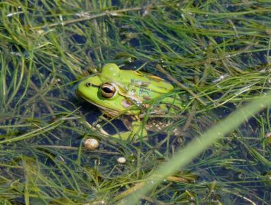 Volunteers needed for our WaterWatch group near Growling Grass Frog ...