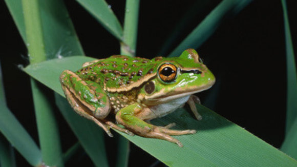 Growling Grass Frog fans answer its call - Merri Creek Management Committee