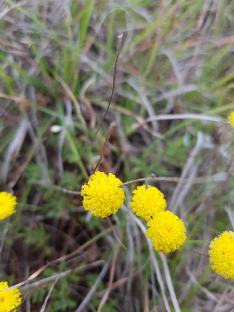 Community donations help with diverse Merri projects (2020-21) - Merri ...