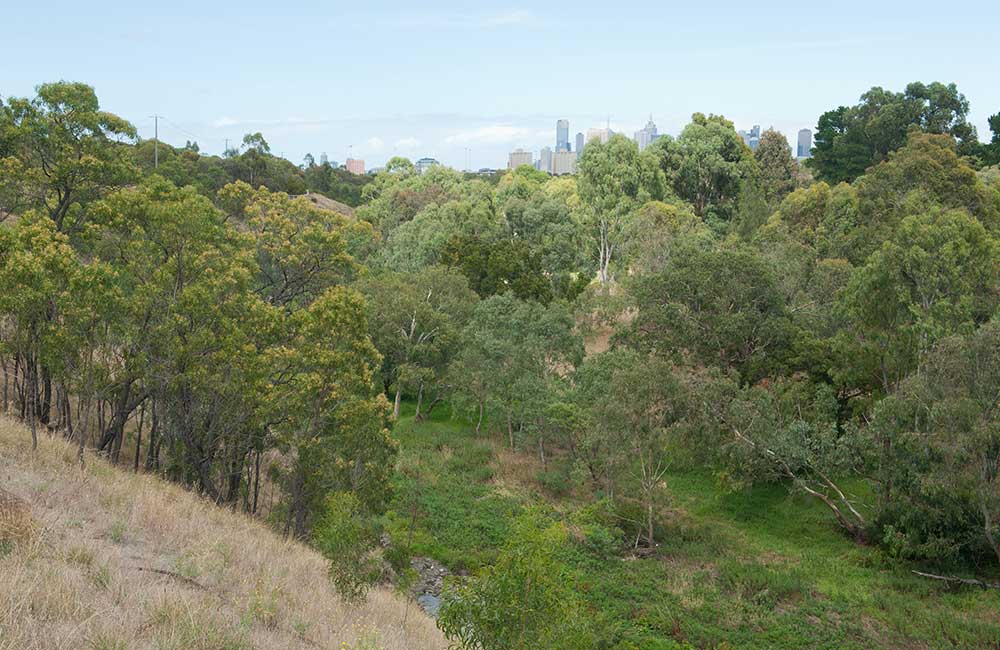 Hall Reserve Clifton Hill - 1982 and 2015 - Merri Creek Management ...